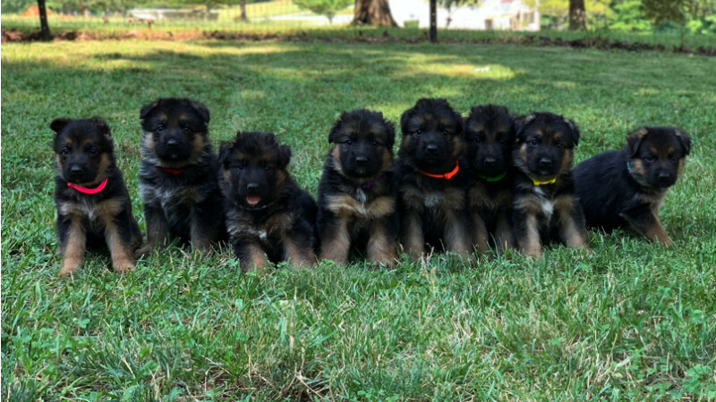Puppies For Sale - Monroe Haus German Shepherds