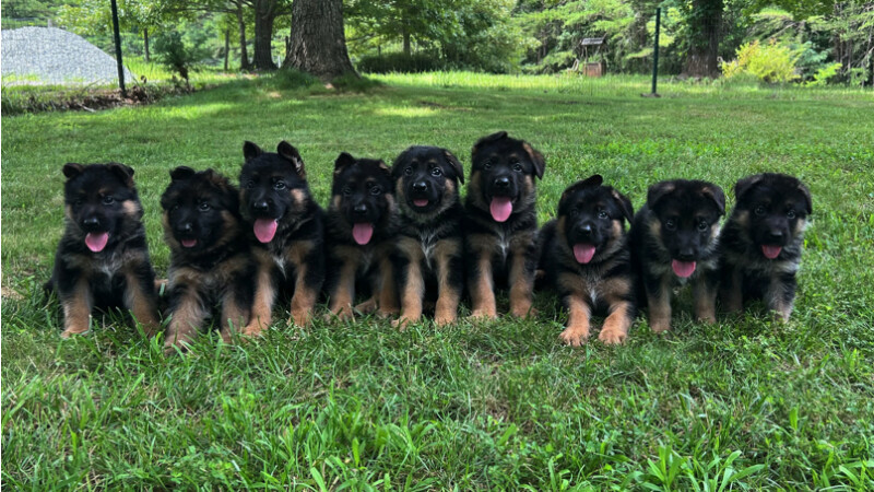 “X” LITTER - Monroe Haus German Shepherds